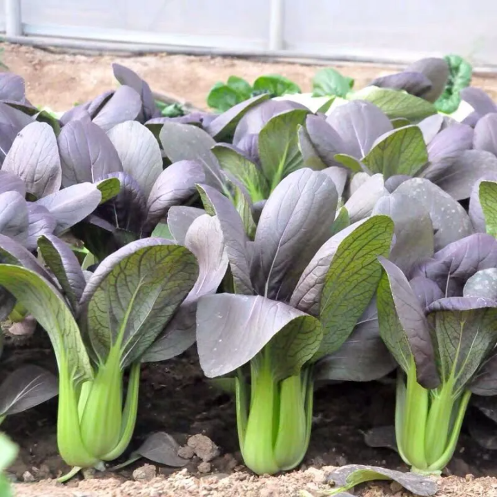 500pcs Purple Lady Bok Choy Seeds Super Fruit- Bearing Seeds, High ...