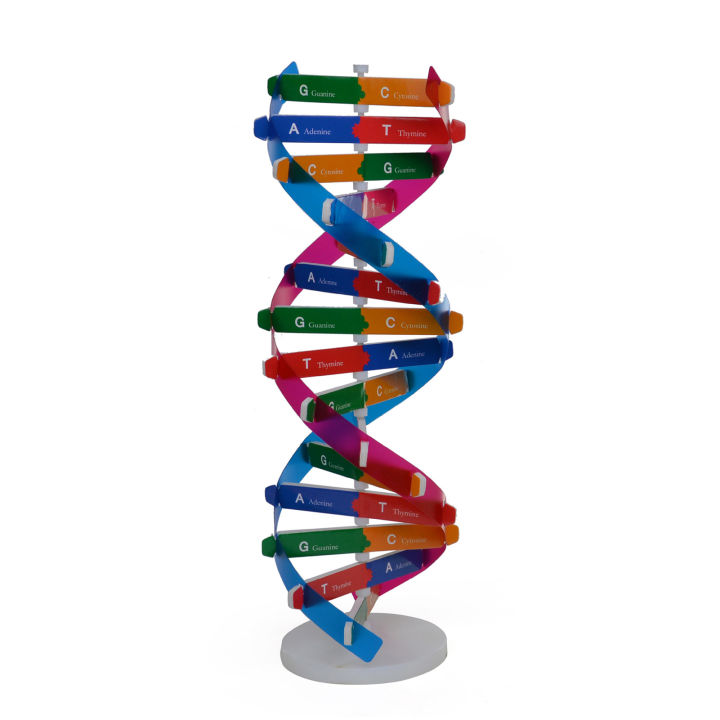 DNA Models Double Helix Structure Teaching Toy ABS Double Helix DIY ...