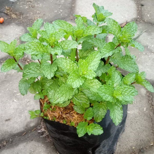 TANAMAN DAUN MINT - TANAMAN HIAS POHON MINT | Lazada Indonesia
