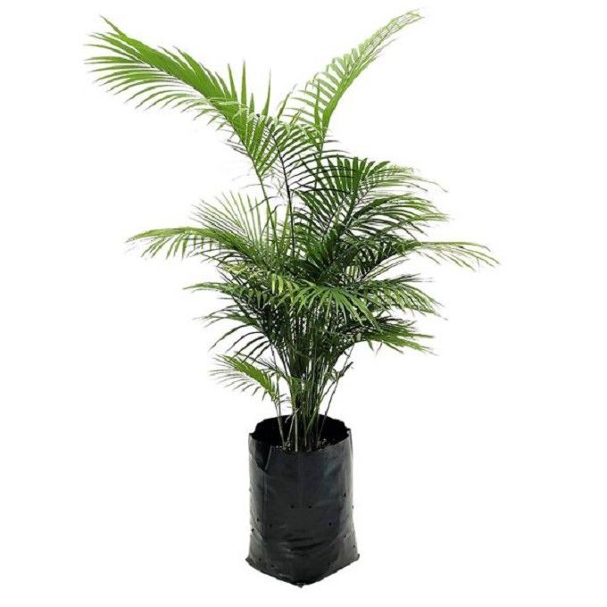 Anak Pokok Jawa Palm/Java Palm/ Indoor plants | Lazada