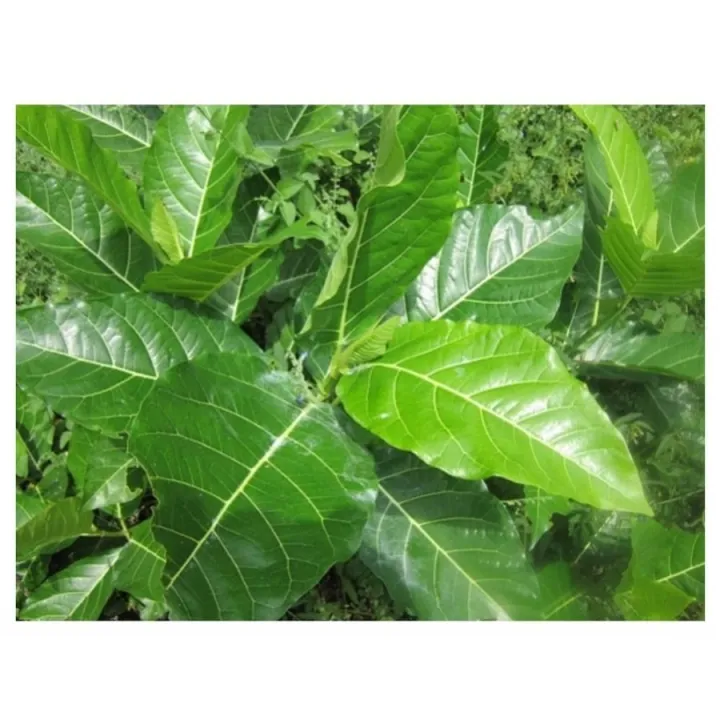 Daun Awar - Awar Segar - Per Lembar - Herbal | Lazada Indonesia