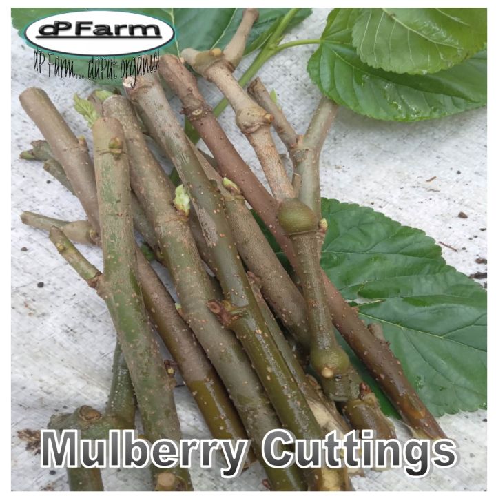Mulberry Plant Cuttings 10 pcs | Lazada PH