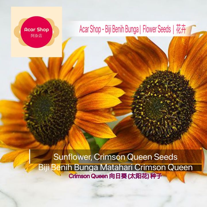 Sunflower Crimson Queen Seeds Biji Benih Bunga Matahari Crimson Queen ...