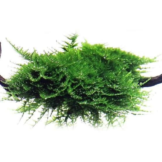 Christmas Moss Mini, Christmas Moss, Weeping Moss, Flame Moss, Spiky ...