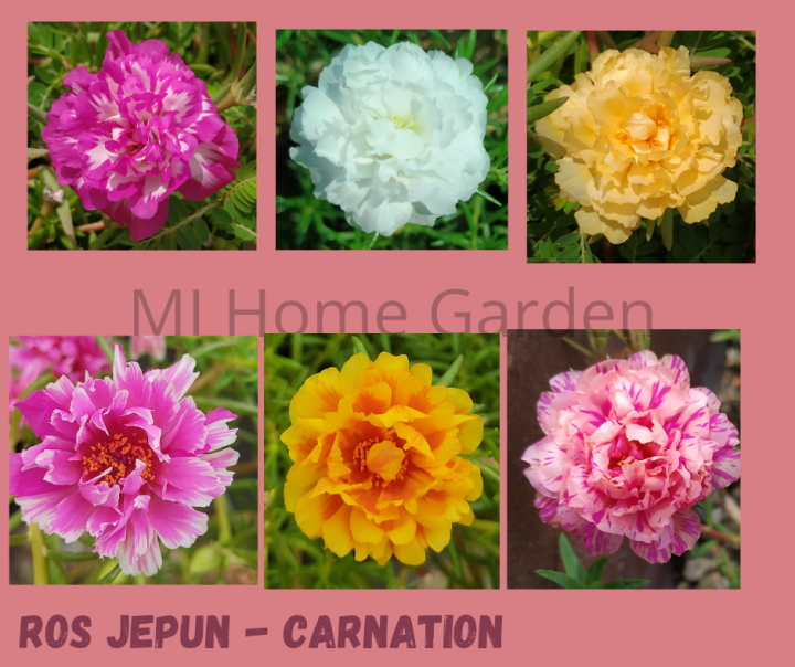 Keratan bunga ros jepun Carnation --7 keratan RM2.50 only | Lazada