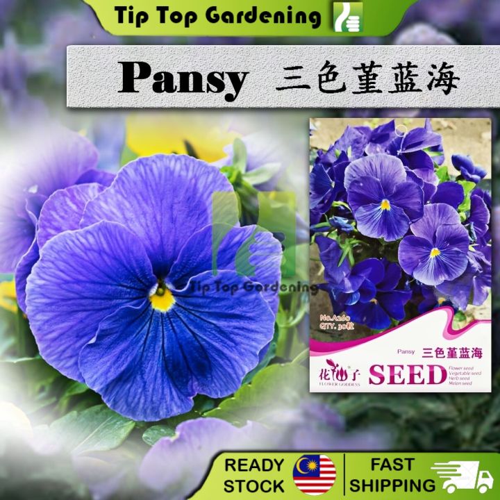 【EXPIRED】BIJI BENIH A260 BLUE PANSY FLOWER GODDESS VEGETABLE FLOWER ...