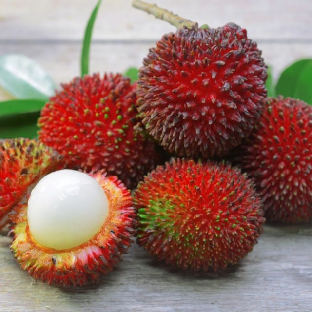 【Live Plant】Pokok pulasan/ Nephelium ramboutan tree / 山荔枝树苗 1~2ft | Lazada