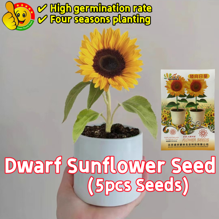 100% Original Dwarf Sunflower Seeds for Sale (Fresh 5pcs Seeds) 矮向日葵种子 ...