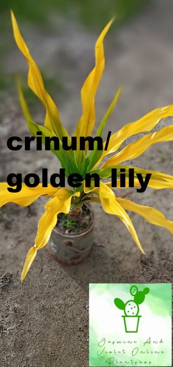 golden lily/crinum | Lazada PH
