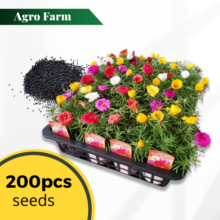 Japanese Rose Seed / Rose Moss Flower Seed / Biji Bunga Rose Jepun ...