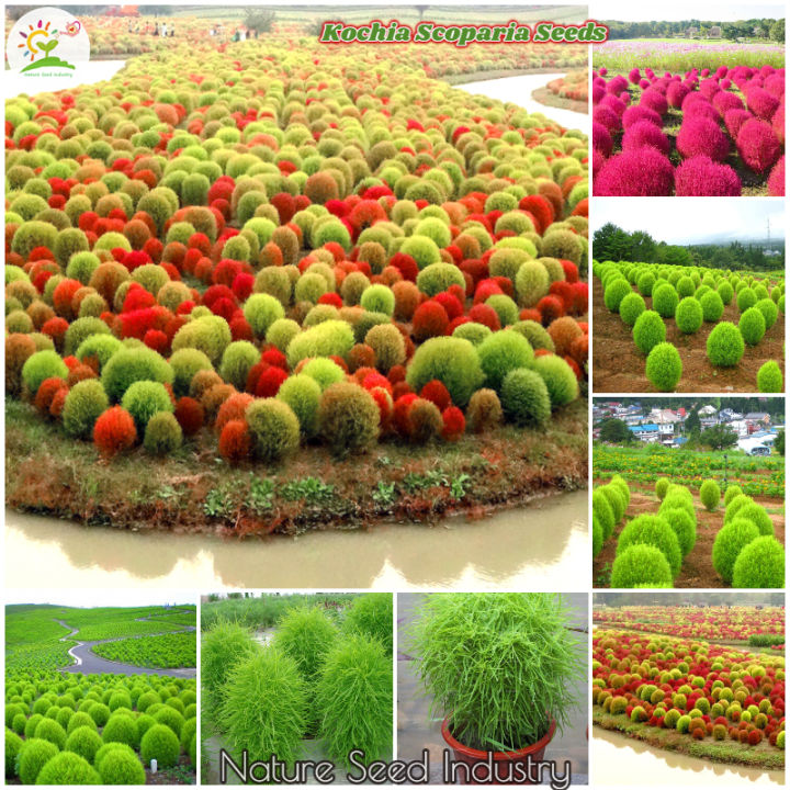 [Fast Delivery] High Quality Kochia Scoparia Seeds Gardening Flower ...
