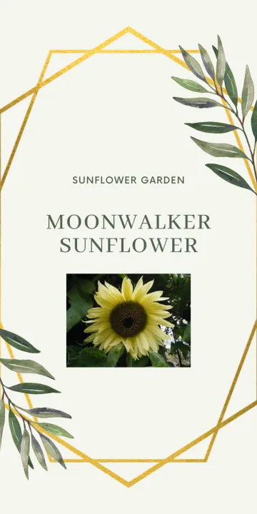 Moonwalker Sunflower - (10 seeds) | Lazada