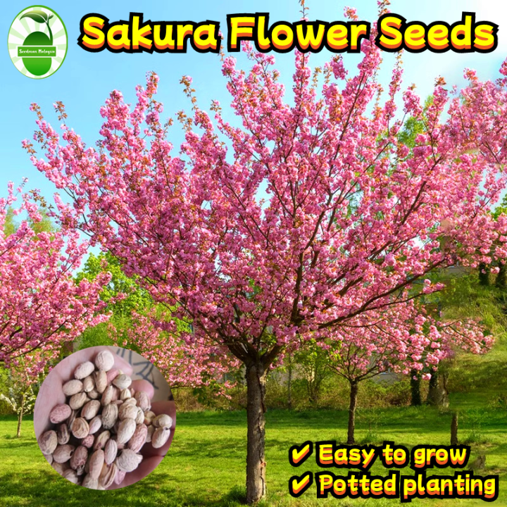 30 Seeds/pack Mixed Colors Sakura Flower Seeds for Planting 樱花种子 Biji ...