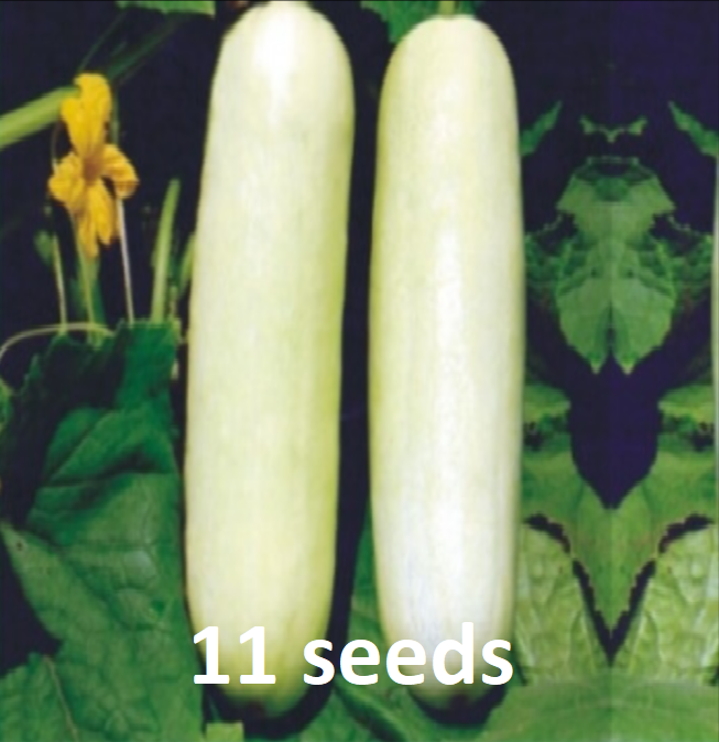 pipino / cucumber seeds - 25pesos per pack - condor seeds - plant seed ...