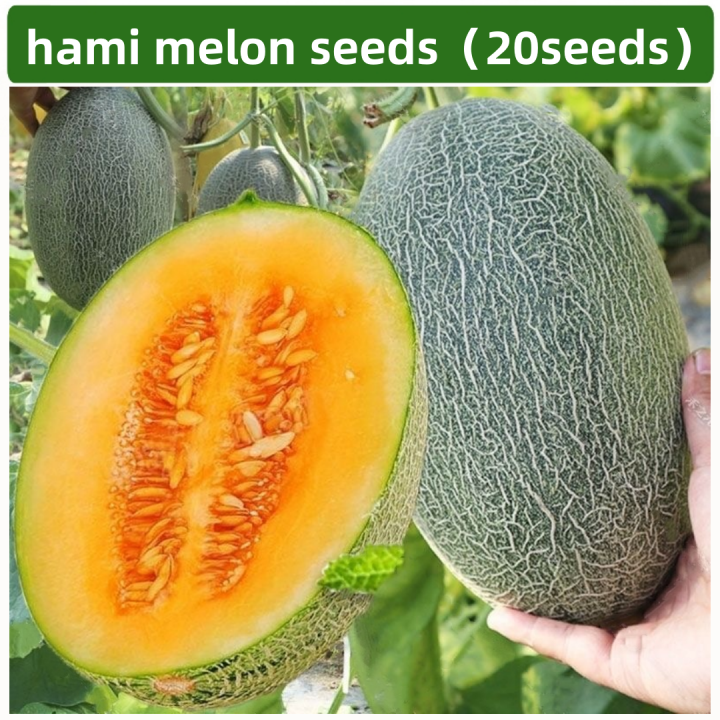 20seeds SWEET MELON SEEDS /EASY TO GROW/MORE HARVEST/MOREINCOME/hami ...