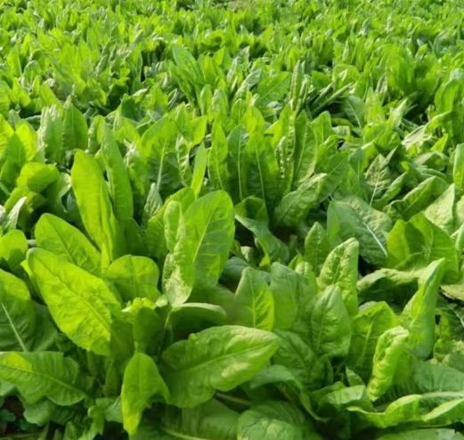 Cold grass chicory grass forage forage grass perennial grass seeds ...