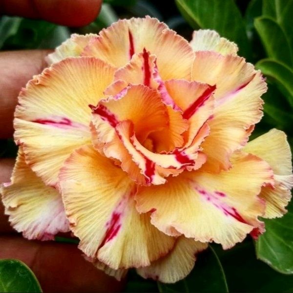 ISI 1 Benih adenium Triple siam yellow -SEEDSTORE | Lazada Indonesia