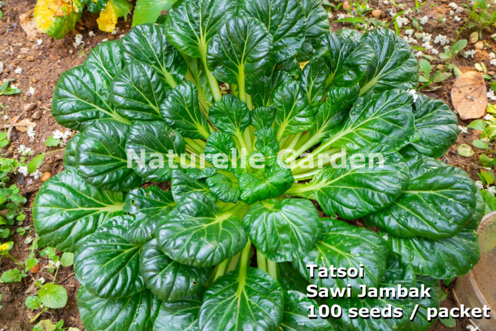 Benih Sayur Sawi Jambak Tatsoi Seeds Vegetable Seed 100 seeds per pack ...