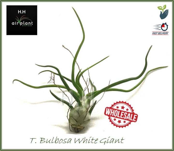 Air Plant Tillandsia T. Bulbosa White Giant Airplant 空气草 空气凤梨 无土植物 | Lazada