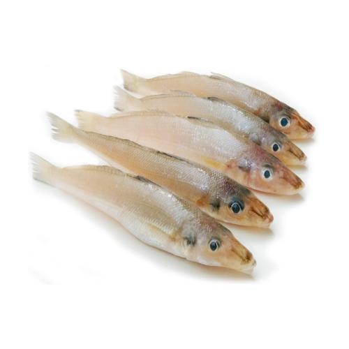 IKAN BULUS SEJUK BEKU / FROZEN SILVER WHITENING 500G | Lazada