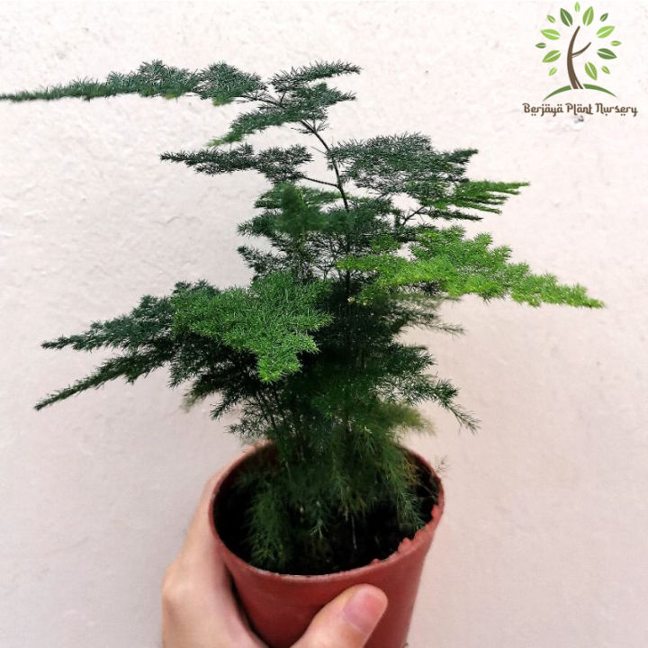 Berjaya Plant Nursery - Asparagus Fern(Pokok Paku Pakis Hidup/Pokok ...