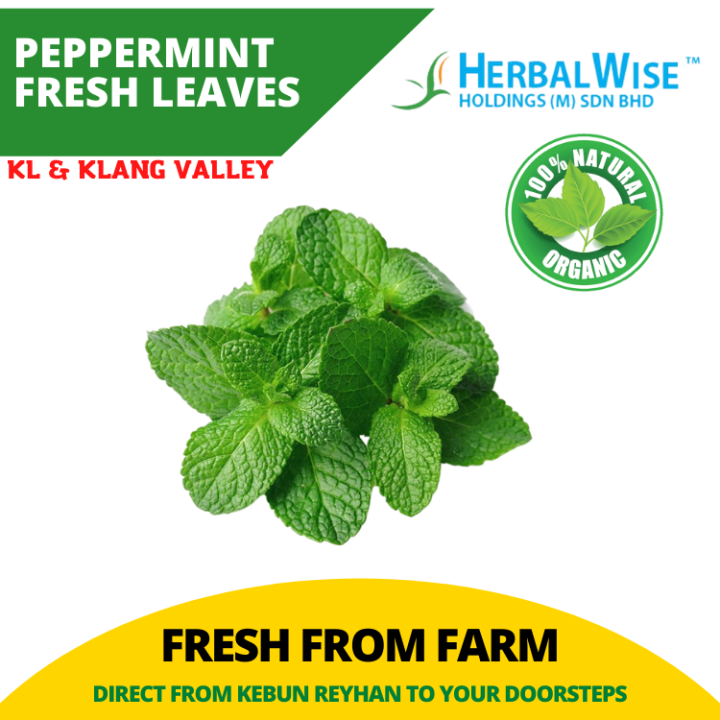 [PRE-ORDER] Organic 10g Peppermint Fresh Leaves / Organik Peppermint ...