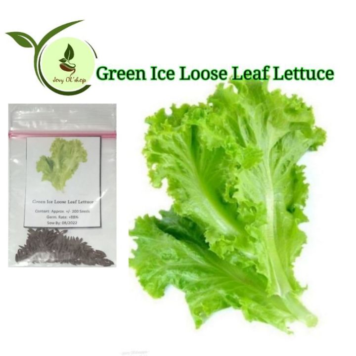 Green Ice Lettuce 200 Seeds | Lazada PH