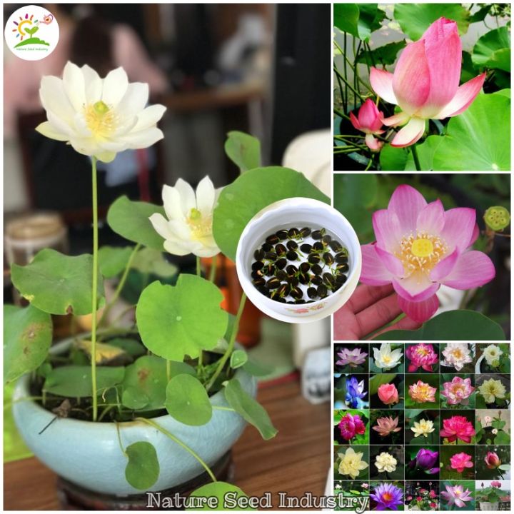 20 pcs Seeds/pack Mixed Mini Lotus Water Lily Seed Gardening Flower ...