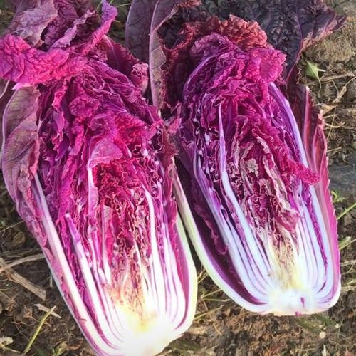 Korean Napa Cabbage / Purple Red Pechay Baguio Vegetable 50 seeds (not ...