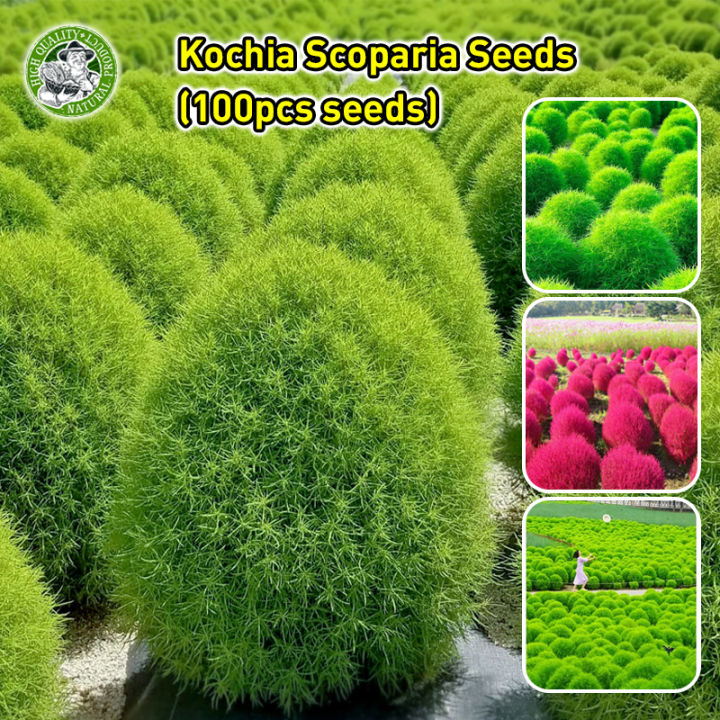 ปลูกง่าย เมล็ดสด 100% โตไว Red Green Kochia Scoparia Seeds Kochia ...