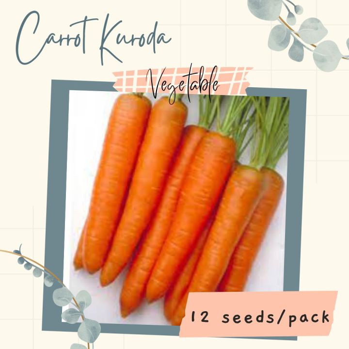 Carrot Kuroda Seeds for Planting (12 seeds) VEGGIES | Lazada PH