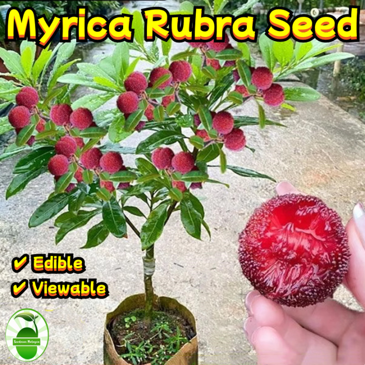 20 Pcs/pack Dwarf Myrica Rubra Fruit Seeds for Planting ยัมเบอร์รี่ Yumberry หยางเหมย Sweet ...
