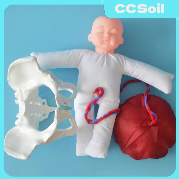 CCSoil Female Pelvis Model Baby with Placenta Model Human Female Pelvis ...