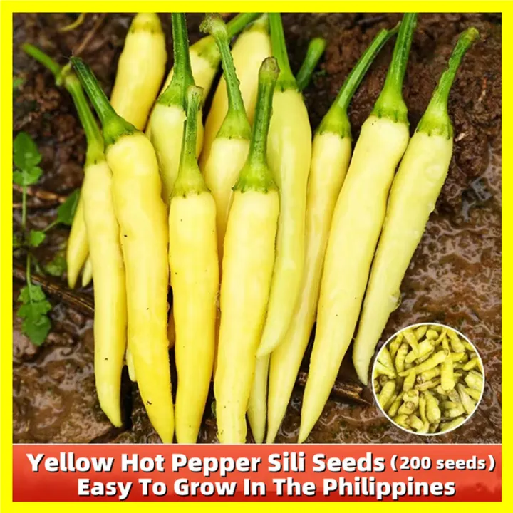 Yellow Hot Pepper Sili Seeds - High Yielding Variety 200 Seeds Biji ...