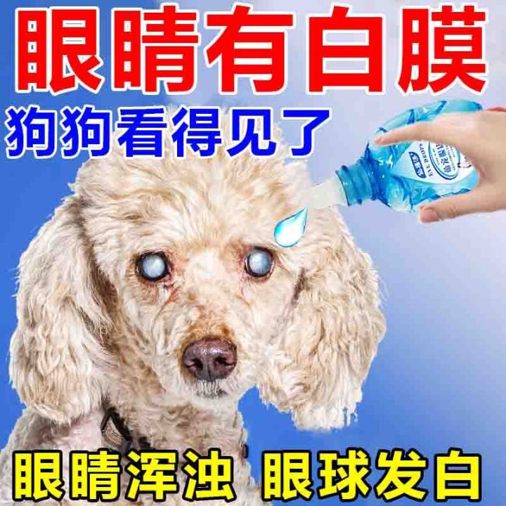 Eye Drops Dog Cataract Dog Eyes White Membrane Inflammation Dog Eyes ...