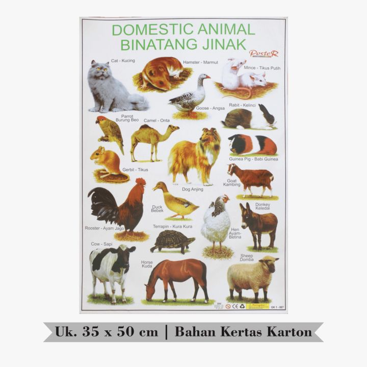 Poster Anak - Poster Edukasi Anak Lembaran - Animal / Domestic Animal ...