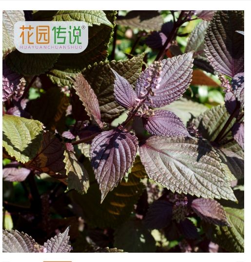 Perilla seed edible seed pot planting double color four seasons seed ...