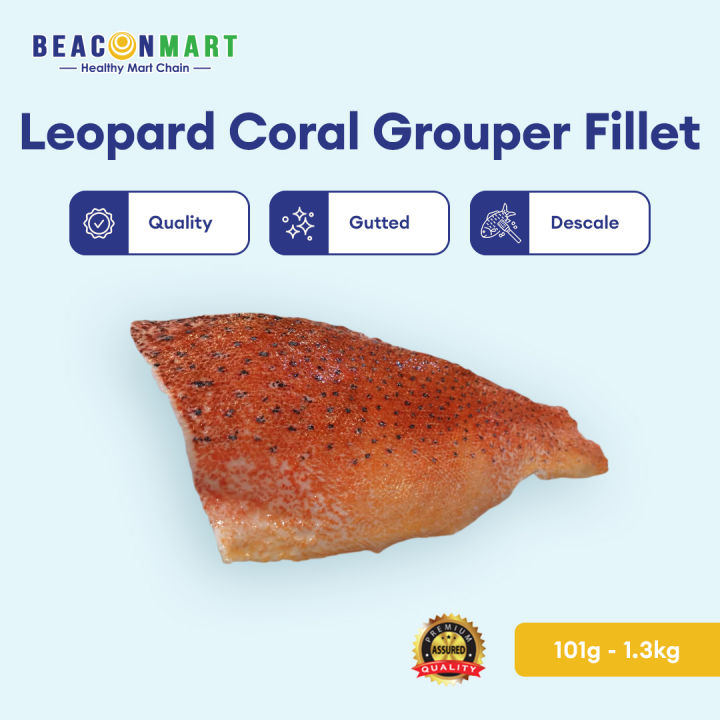 [Beacon Mart] Seafood Fresh Frozen Leopard Coral Grouper Fillet | Beku ...