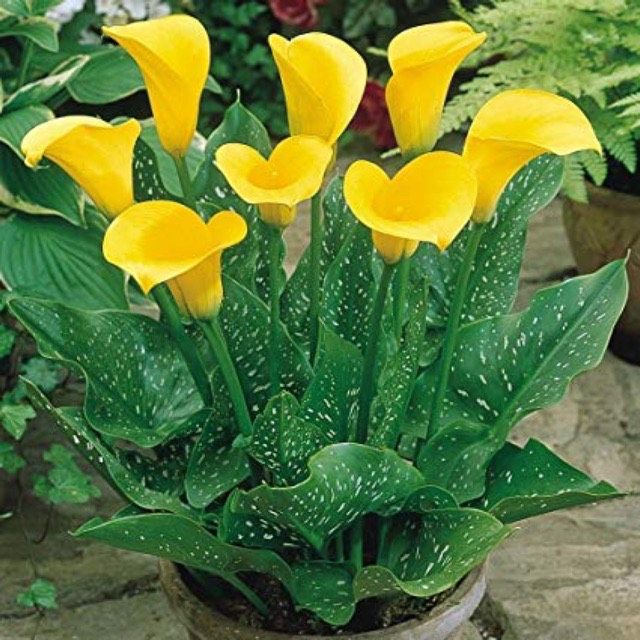 Multi-Petals Calla lily Mixed Variety Plant Seed Double-Petal Bonsai ...