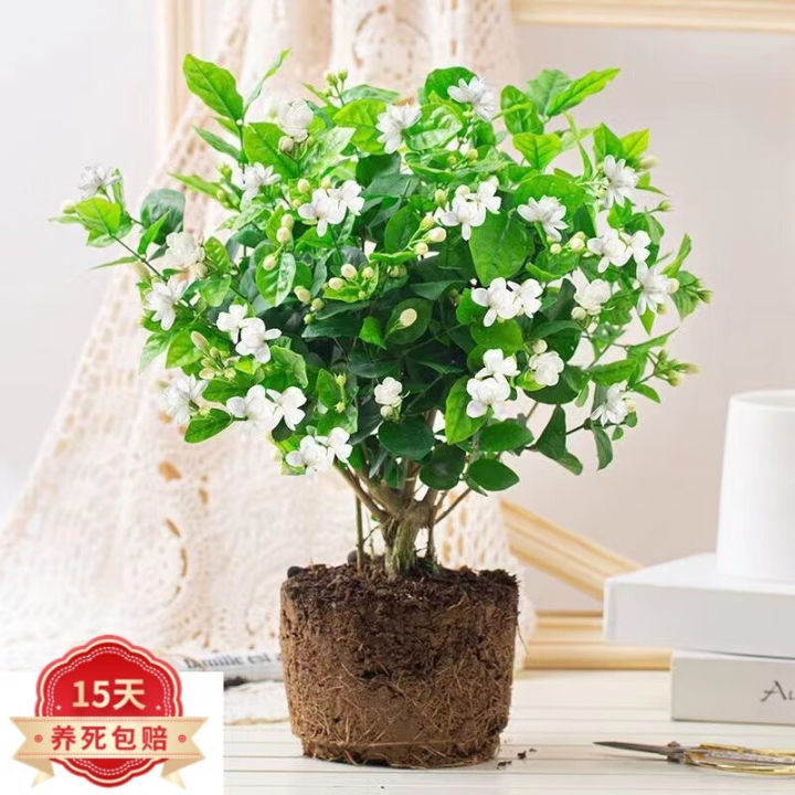 Potted plants, indoor balconies, tabletops, living rooms, good year ...