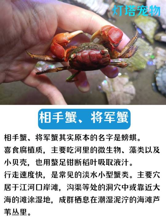 Red-handed crab pet small crab alive crawling pet fish tank watching ...