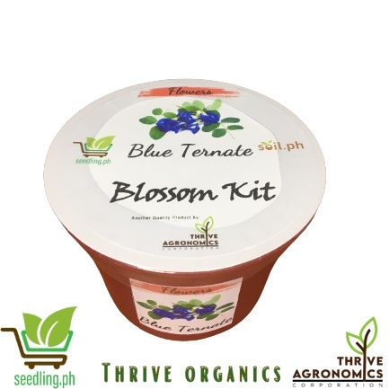 Blue Ternate Blossom Grow Kit Seedling Kit Starter Kit Planting Kit ...