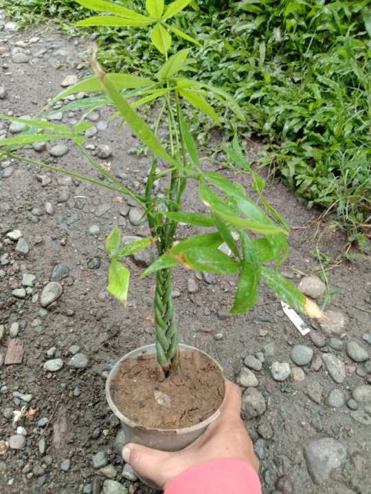 Money Tree - Pachira Aquatica - indoor outdoor tree plant - rooted ...