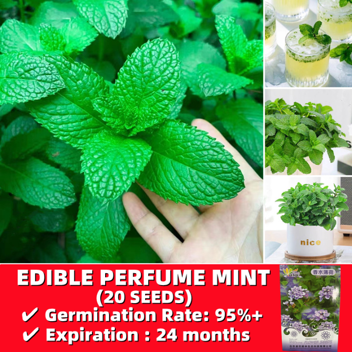 การจัดส่งที่รวดเร็ว! คุณภาพสูง 50pcs Perfume Mint Seeds บอนไซไล่ยุง ...
