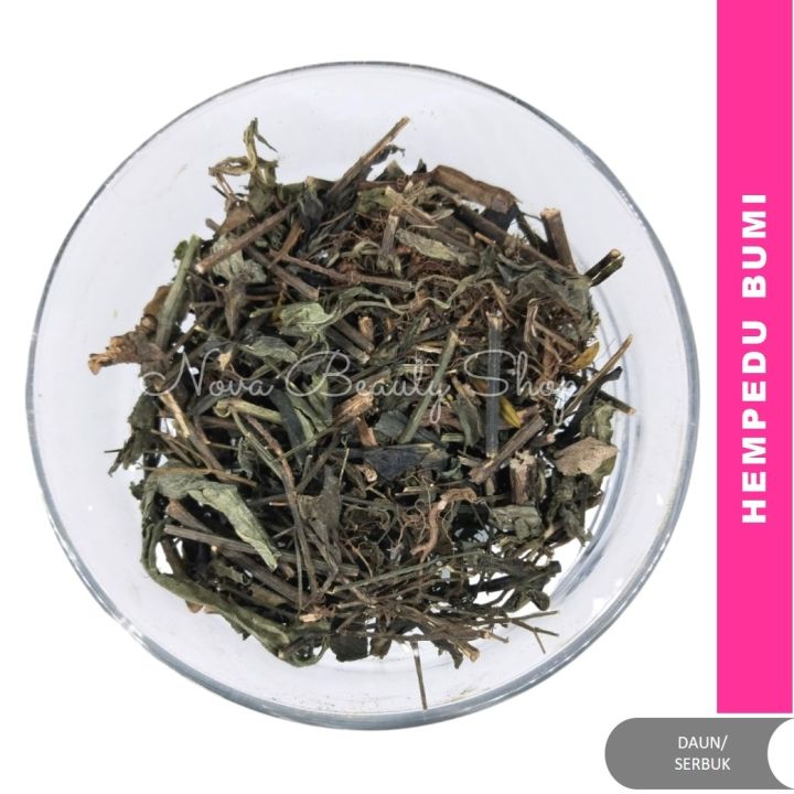 Serbuk/ Daun Kering Hempedu Bumi (Andrographis paniculata) Akar Cerita ...