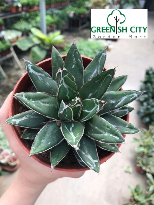 GardenMart4U Agave Filifera Compacta Pokok Hidup 龙舌兰属王妃世之雪 | Lazada
