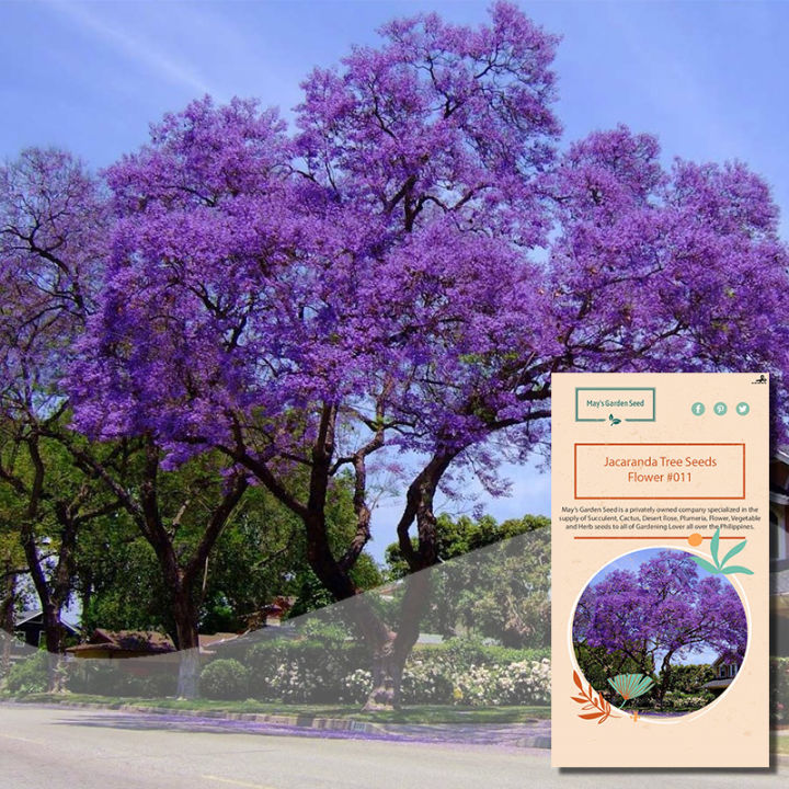 Jacaranda Tree Seeds, Jacaranda Mimosifolia Seeds, Tree Seeds#011 ...