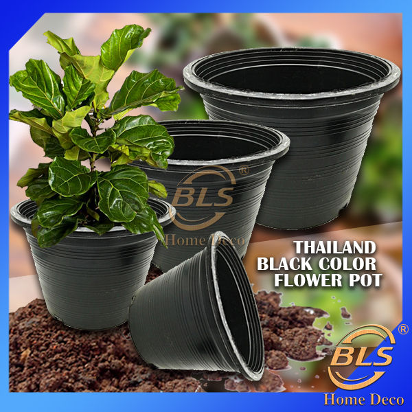 Thailand Flower Pot Garden Plant Succulent / Pasu Bunga Pokok Berkebun ...