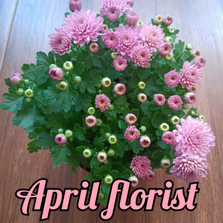 TANAMAN HIAS BUNGA SERUNI KRISAN ASTER GRADE A PILIH WARNA | SUDAH ...