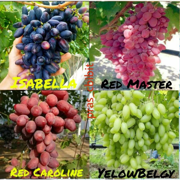 Bibit anggur 1 paket berisi 4 jenis bibit anggur (4 jenis anggur super ...